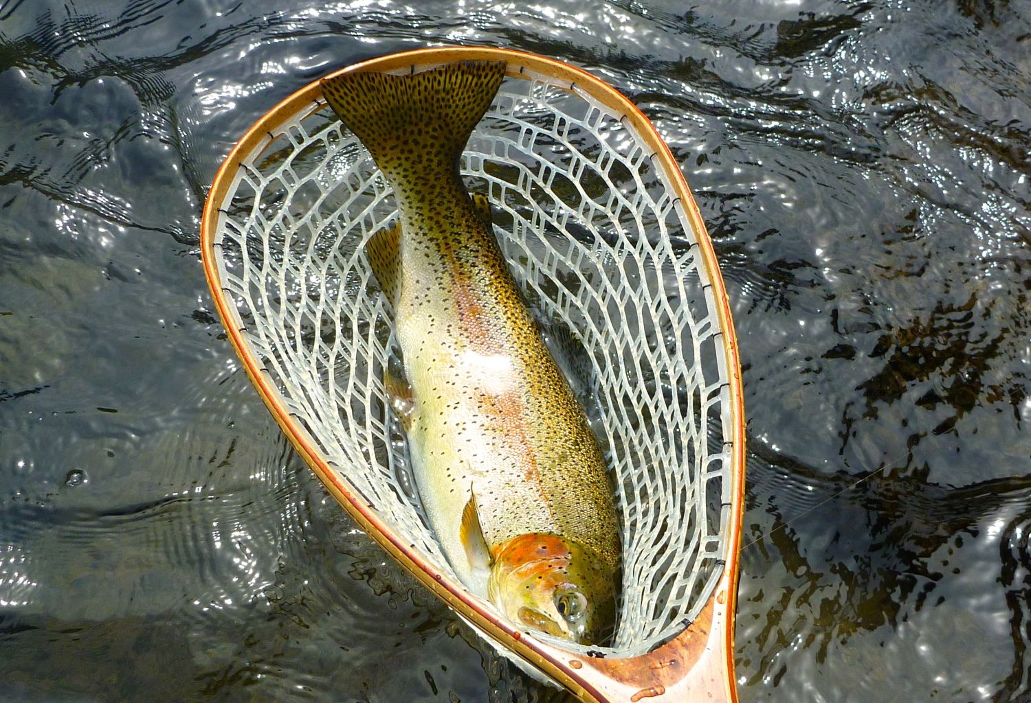 Fishing the Metolius River
